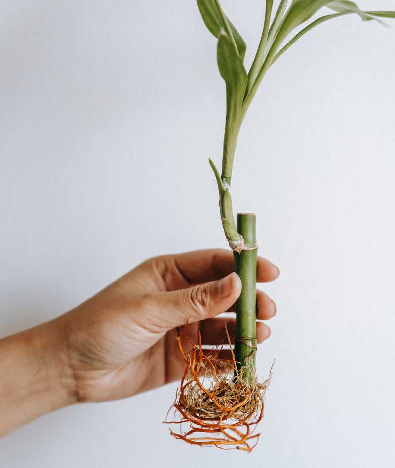 Our Bamboo Fabric | THEYA Healthcare